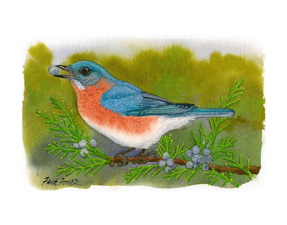 Eastern Bluebird - Limited Edition Fine Art | Greenwich Workshop