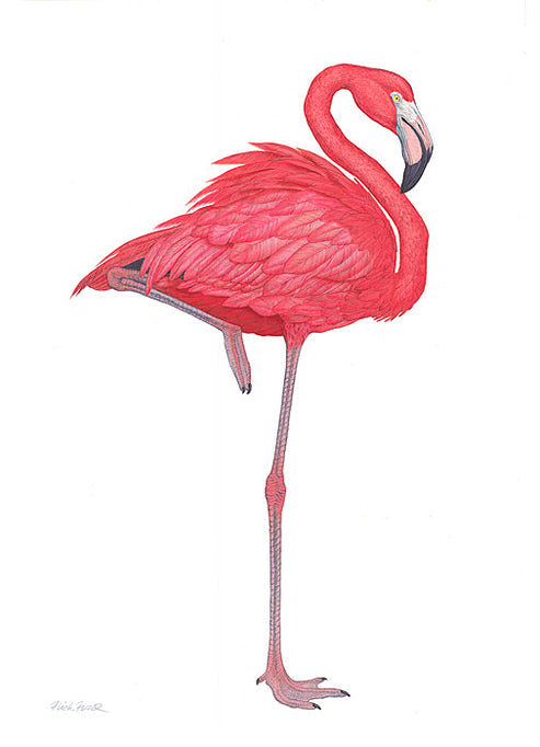 Flamingo - Limited Edition Fine Art | Greenwich Workshop